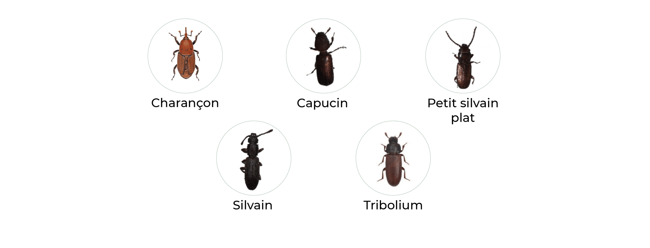 The majority of insect pests do not come from the fields - Javelin